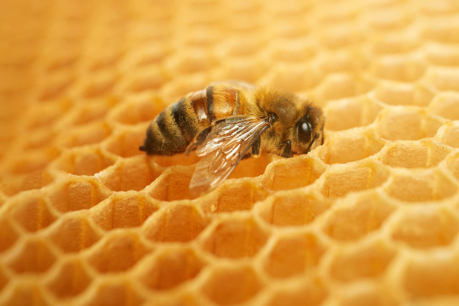 Ensemble avec Alvéole pour protéger les abeilles et l'écosystème ...
